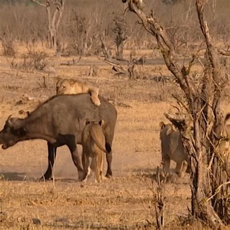 Python Eats Whole Goat Pythons Are Large Constrictors And Became Very