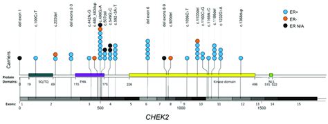 Chek2 Pathogenic Variant Spectrum Found Among Greek Breast Cancer Download Scientific Diagram