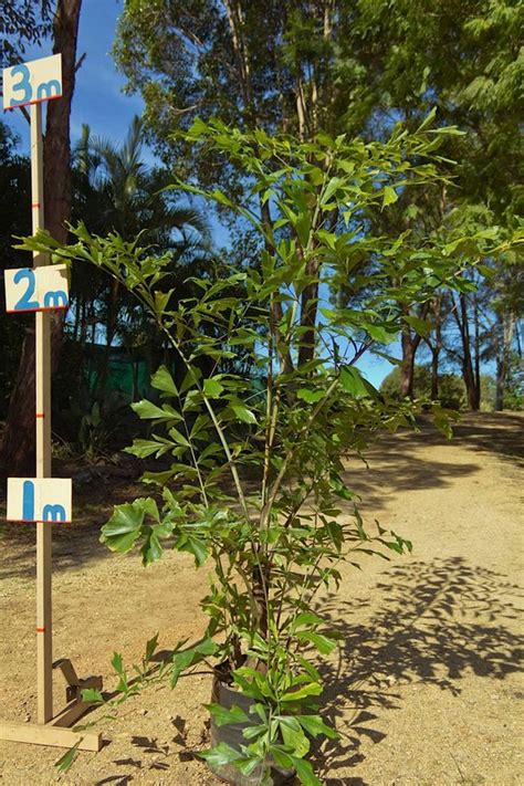 How To Identify Other People S Australian Palms Palms Online Australia