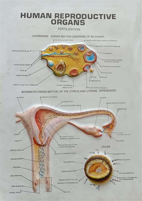 Human Reproductive Organs Pictures Human Reproductive System About