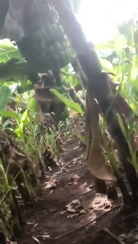 Wife Cheating Affair Caught Camera