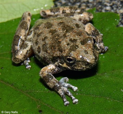 Tree Toad