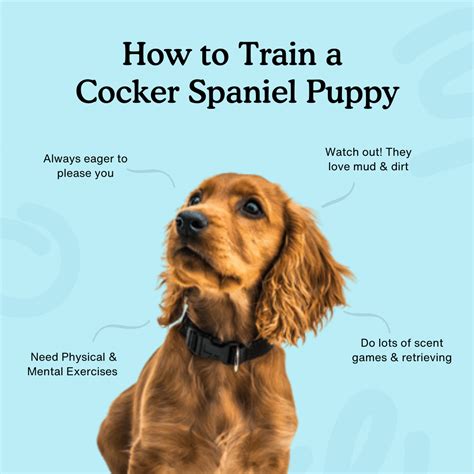 How To Look After A Cocker Spaniel Puppy Phaseisland17