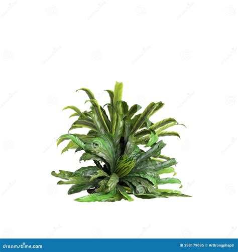 3d Illustration Of Asplenium Nidus Isolated On White Background 252821034