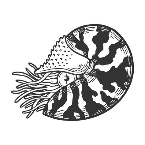 Nautilus Sea Animal Mollusk Nautilus Shell Striped Shell Linear Vector Stock Vector Nautilus Sea Animal Mollusk Nautilus Shell Striped Shell Linear Vector Stock Vector