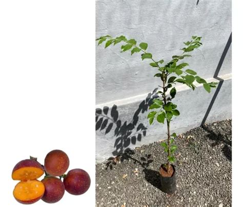 Kit 6 Mudas De Dovyalis Doce Fruta Exótica Por Alporque Parcelamento