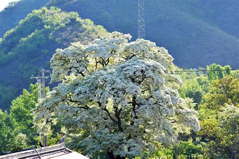 流苏树 密云风光 首都之窗 北京市人民政府门户网站