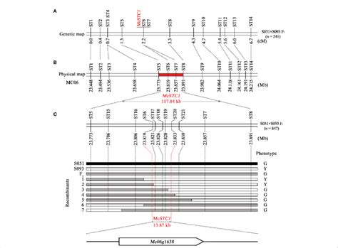 Linkage Mapping And Fine Mapping Of The Mcstc1 Locus A The Linkage