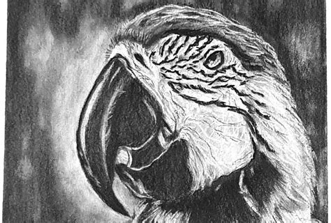 How To Draw A Realistic Bird