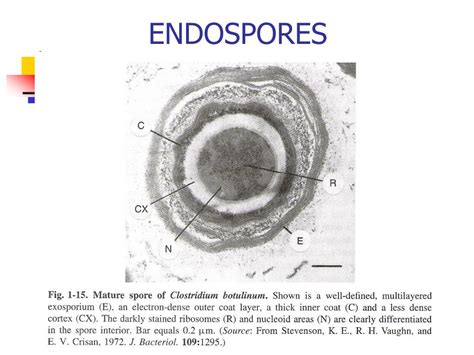 Ppt Bacterial Physiology Micr430 Powerpoint Presentation Id 593031