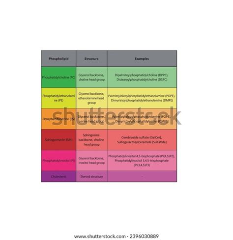 Table Showing Phospholipids Types Chemical Structure Stock Vector Royalty Free