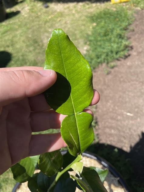 Diagnose Citrus Tree Issue Rgardening Diagnose Citrus Tree Issue Rgardening