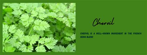 Chervil Health Benefits Uses And Important Facts Potsandpans India