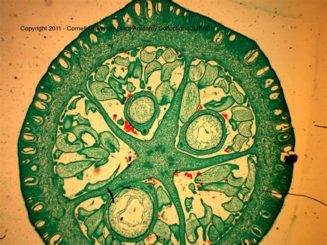 Cupac Anatomy Slide Images