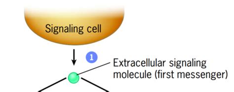 Cell And Molecular Biology Chapter 4 Signal Transduction Overview Flashcards Quizlet