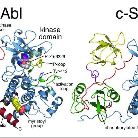 Structures Of Regulated C Abl And C Src Ribbon Represention Of