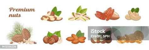 견과류 구색 호두 아몬드 헤이즐넛 피칸 및 기타 건강한 스낵 배너 흰색 배경에 고립 된 벡터 일러스트 레이 션 호두에 대한 스톡 벡터 아트 및 기타 이미지 Istock