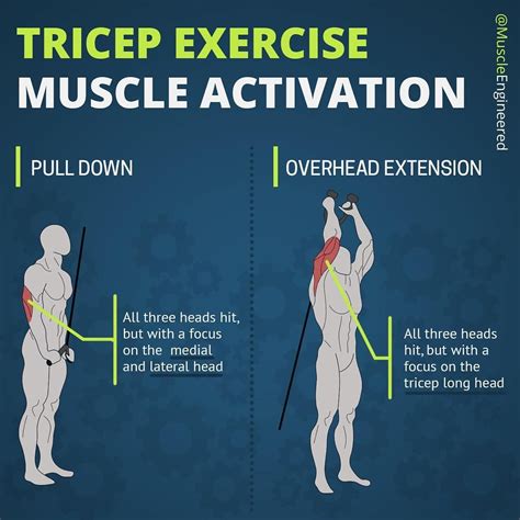 Push Down This Exercise Will Hit All Three Heads Of The Tricep With Push Down This Exercise Will Hit All Three Heads Of The Tricep With