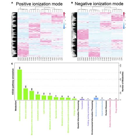 Kegg Pathway Enrichment Analysis Of Differential Metabolites In Root