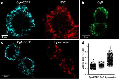 Observation By Confocal Microscopy Of Subcellular Distribution Of