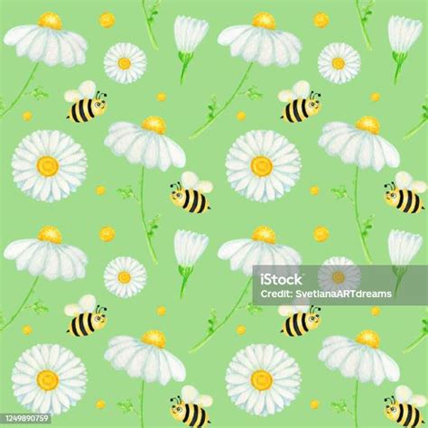 수채화 데이지 카모마일 꽃 원활한 패턴 플라이 꿀벌 일러스트 녹색 배경에 손으로 그린 식물 허브 하얀 꽃 싹 줄기 잔디 야생 식물원 꽃 건강관리와 의술에 대한 스톡 벡터
