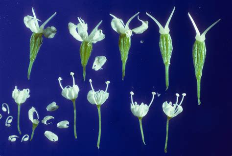 Osmorhiza Longistylis Apiaceae