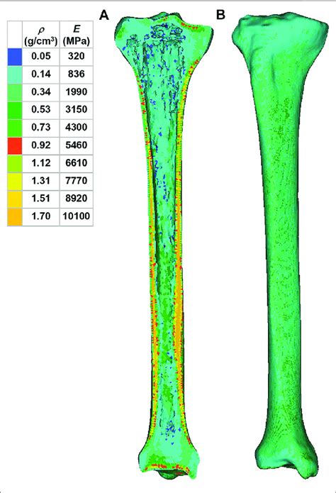 Material Properties Of The Inhomogeneous Tibia A Internal Material