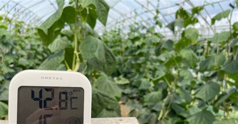 폭염에도 어쩔수 없이 일하고 있는 현장아산 비닐하우스 농장 가보니