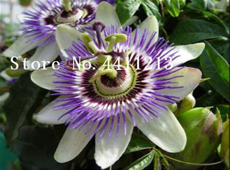 Passiflora Tropical Fruit Tree Seeds Free Shipping Worldwide