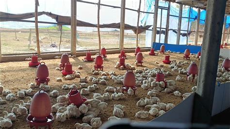 উদ্যোক্তাদের জন্য পরামর্শ ব্রয়লার মুরগি পালন ব্রয়লার মুরগি পালনে খাবারের সঠিক তালিকা ৩৯৩