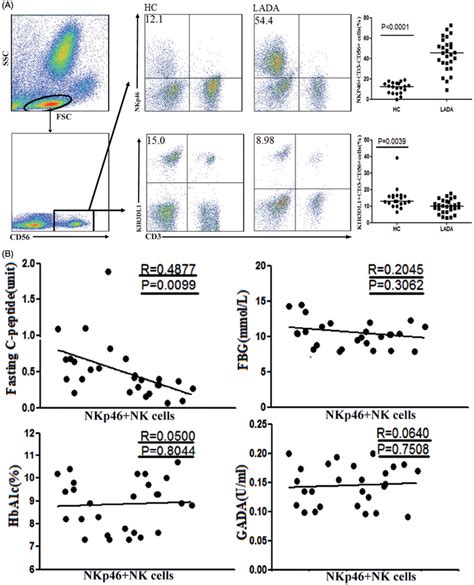 Characterization Of Different Subsets Of Nk And Nkt Cells Peripheral Download Scientific