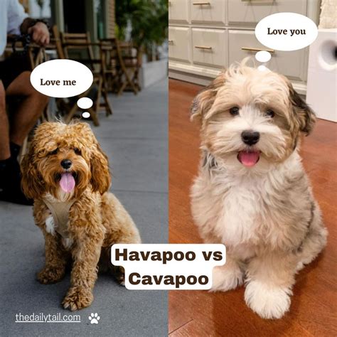 Havapoo Vs Cavapoo How To Tell The Difference Between Poodle Mixes