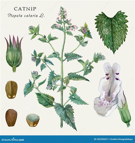 Botanical Illustration Of The Culinary And Healing Plant Catnip Stock Illustration
