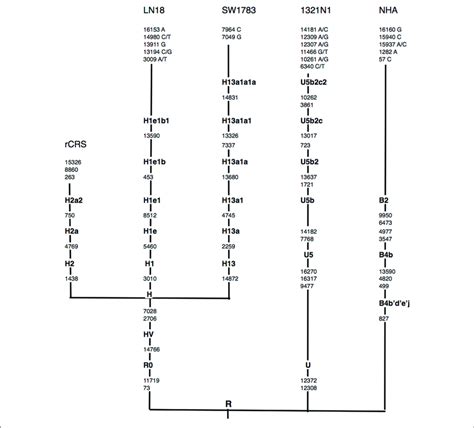 Schematic Representation Of Mtdna Sequence Phylogenetic Tree Mtdna Download Scientific