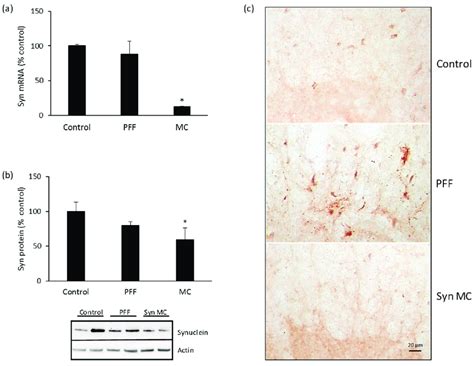 Alpha Synuclein Downregulation In Spinal Cord Of Mice Treated With Download Scientific Diagram
