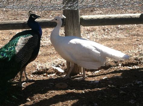 I Cant Tell The Sex Of One Of My Peafowl Backyard Chickens Learn How To Raise Chickens