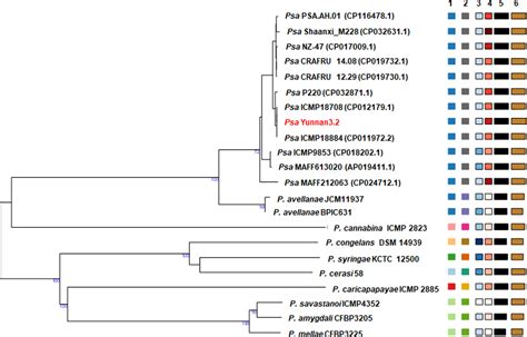 Complete Genome Sequence Of A Chinese Pseudomonas Syringae Pv Actinidiae Strain Yunnan32