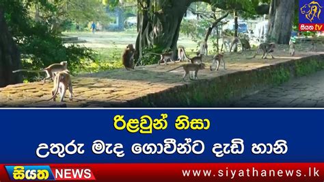 රිළවුන් නිසා උතුරු මැද ගොවීන්ට දැඩි හානි Siyatha News Youtube