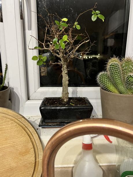 Best Funny Tree Memes 9GAG