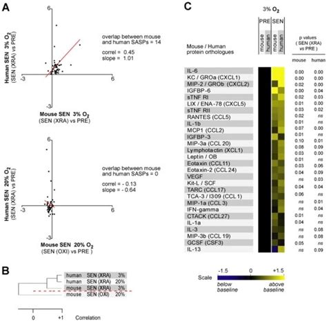 A Correlation Between Human And Mouse Sen Cells Cultured And Induced