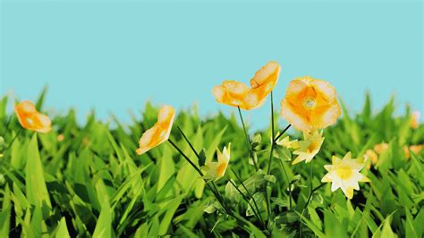 Procedural Grass Based On Geometry Node Blender Geonode Free 3d Model