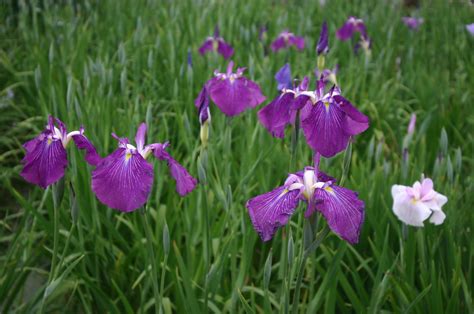 この菖蒲の花は 2000ピクセル以上のフリー写真素材集