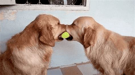 Funny Animals 16 S