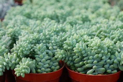 Очиток (Седум) Моргана (Sedum Morganianum): фото, размножение, уход в ...