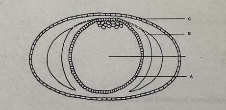 Exam Repro Phys Flashcards Quizlet