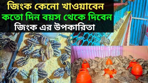 কোয়েল পাখিকে কোনো জিংক খাওয়াবেন জিংক এর উপকারিতা Youtube