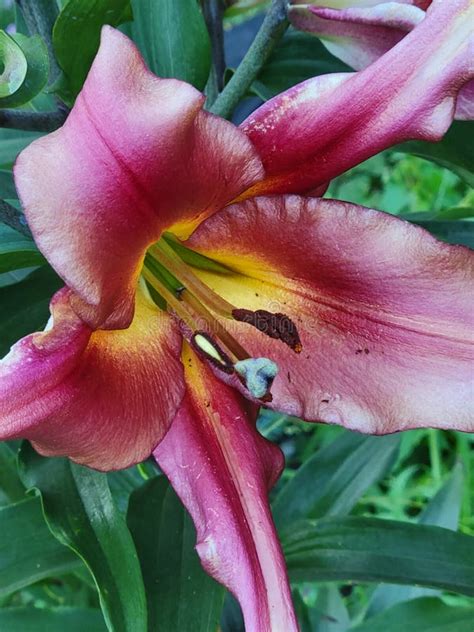 Dilly Dally Day Lilly Stock Image Image Of Blossom 231968081