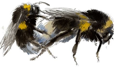 Sexe Et Révolution Chez Les Bourdons