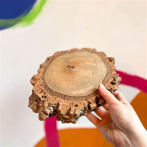 Cork Tree Slice With Bark Terrarium Supplies Sprouts Of Bristol
