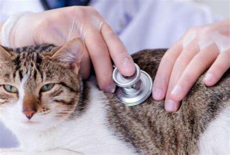 新手铲屎官看这里 关于猫腹水你想要的都在这里 知乎